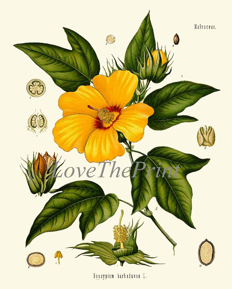 Yellow Flower Botanical Wall Art Set of 4 Prints Beautiful Antique ...