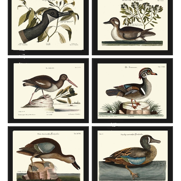 Duck Bird Print - Etsy
