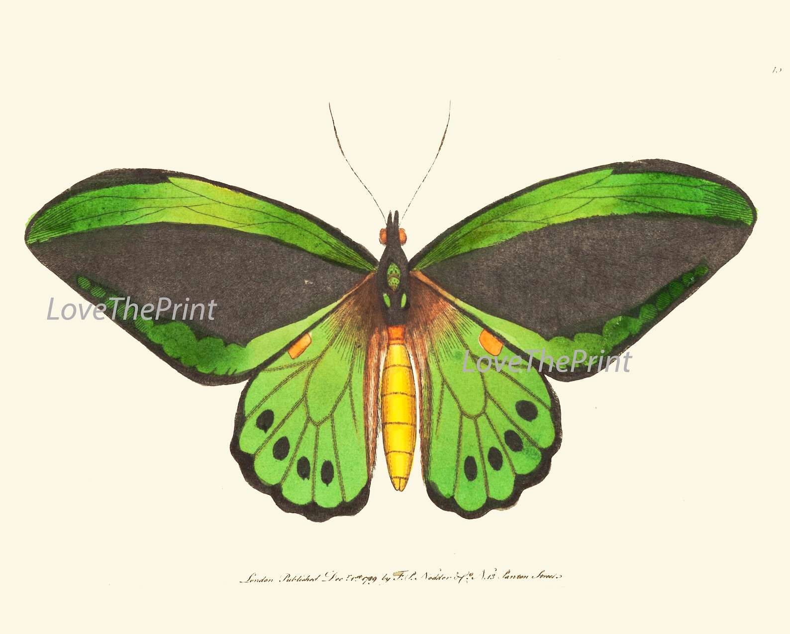 Butterfly Prints Wall Art Set of 12 Beautiful Antique Vintage Colorful ...