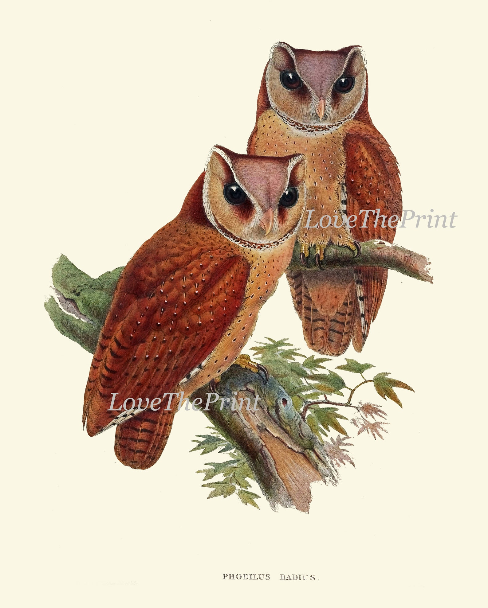 Vintage Owl Bird Wall Art Prints Set of 4 Beautiful Antique Farm ...