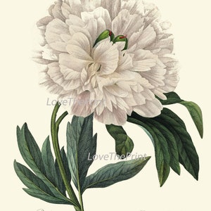 White Flowers Botanical Vintage Antique Wall Art Set of 9 Prints ...