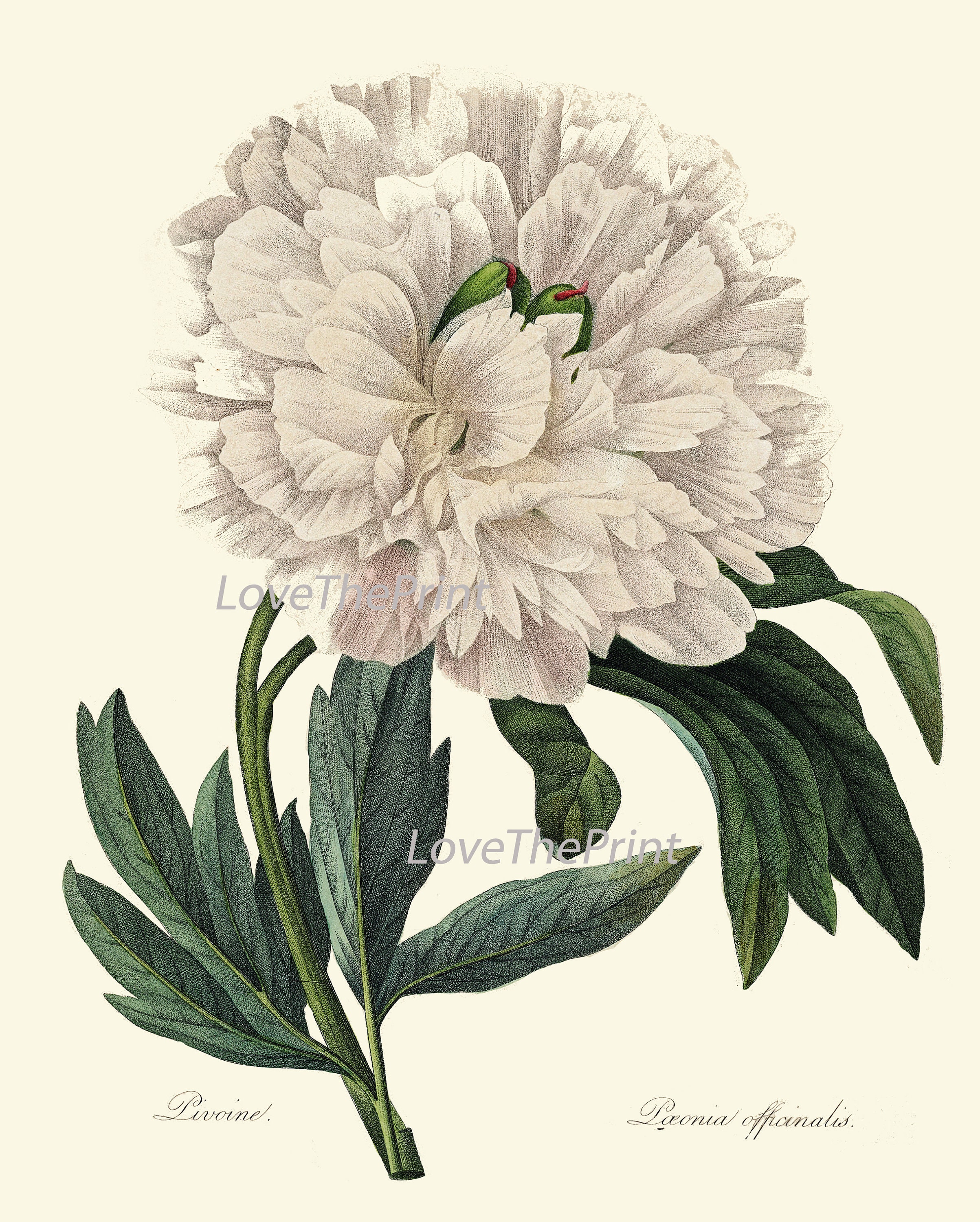 White Flowers Botanical Vintage Antique Wall Art Set of 9 Prints ...