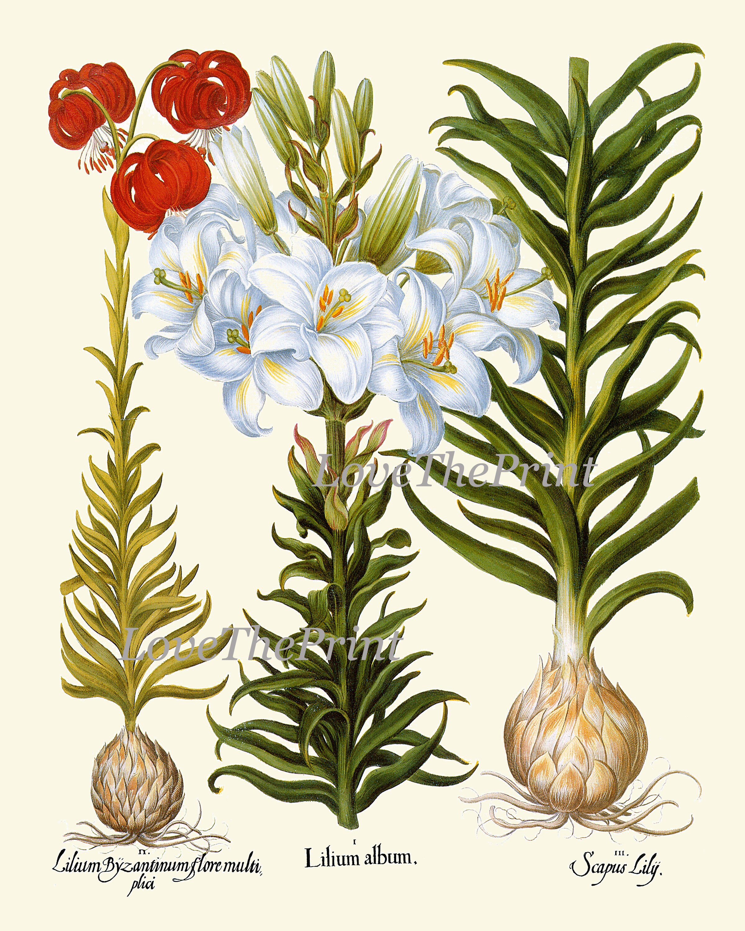 Lily Lilies Wall Art Set of 4 Prints Beautiful Botanical Antique ...