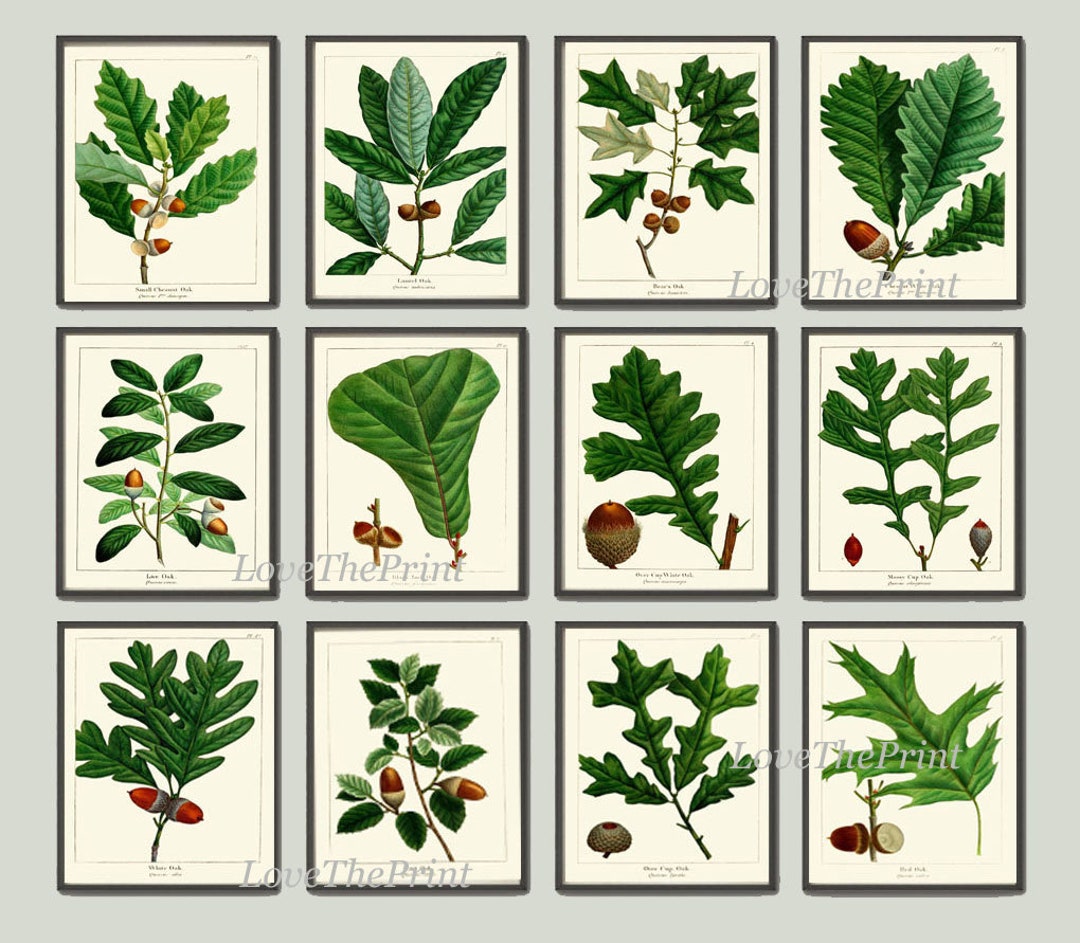 Acorn Botanical Wall Art Set of 12 Prints Beautiful Antique Vintage ...