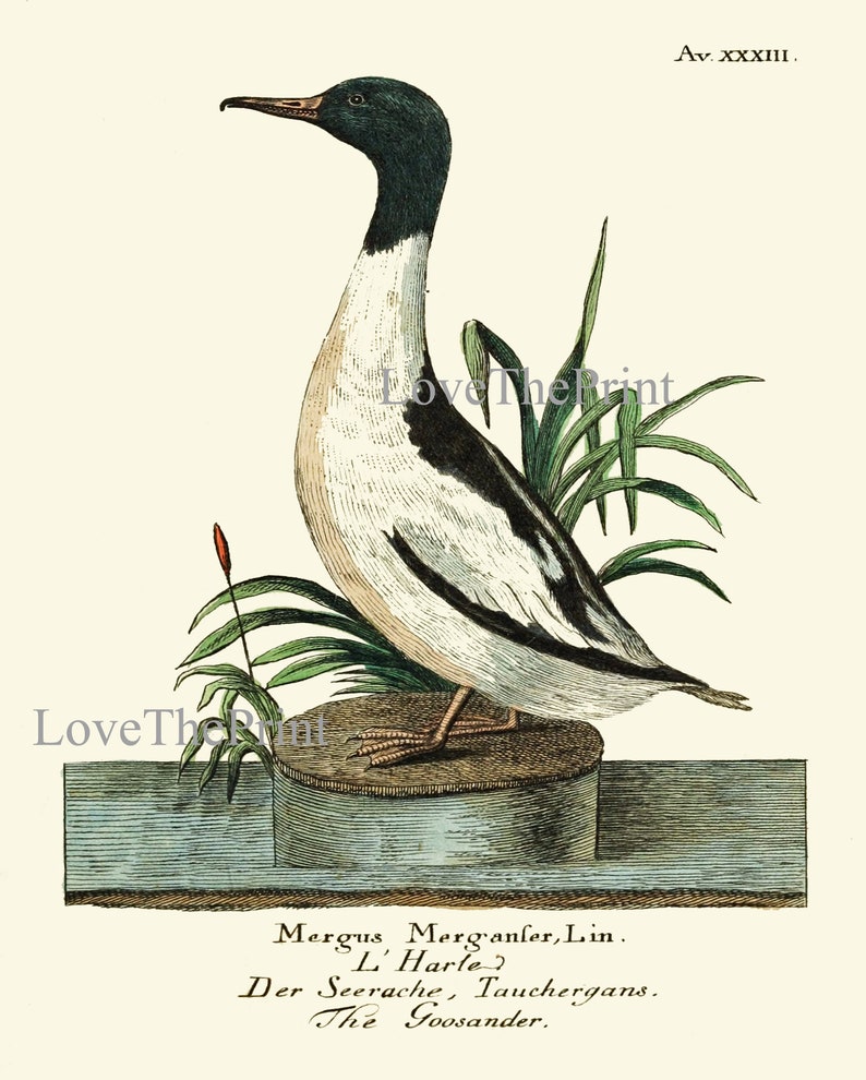 Vintage Bird Prints Large Wall Art Gallery Set of 16 Beautiful - Etsy