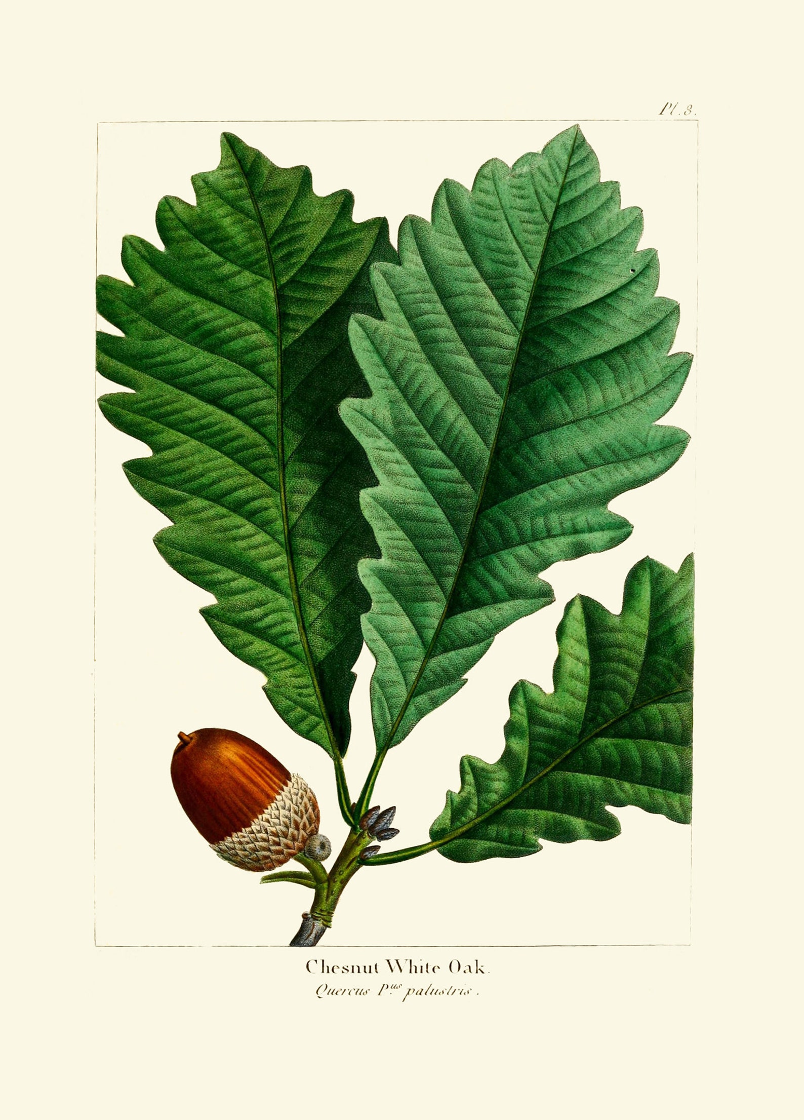 Acorn Botanical Wall Art Set of 3 Prints Beautiful Antique Vintage ...