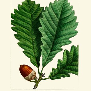 Acorn Botanical Wall Art Set of 3 Prints Beautiful Antique Vintage ...