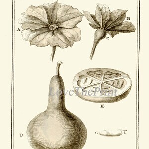 Garden Vegetables Wall Decor Print Art Set 6 Beautiful Botanical ...