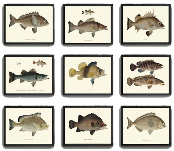 Vintage Fish Wall Art Set of 9 Prints Beautiful Antique Fishes - Etsy