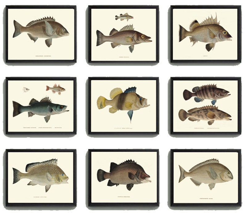Vintage Fish Wall Art Set of 9 Prints Beautiful Antique Fishes - Etsy
