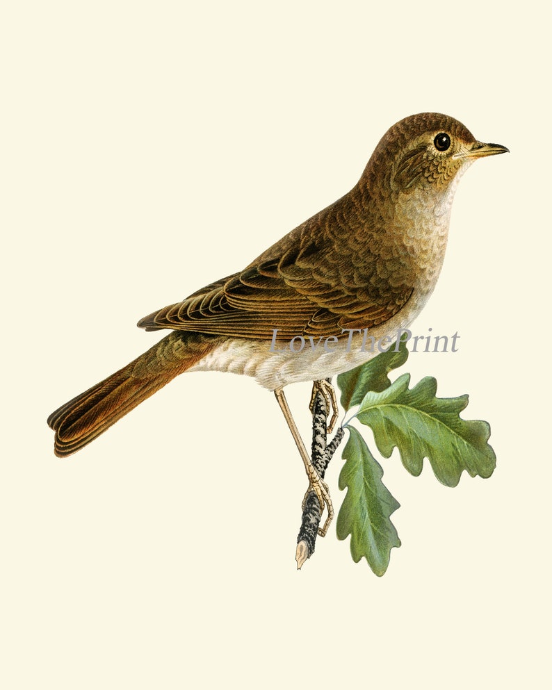 Vintage Antique Birds Wall Art Print Set of 6 Prints Birdwatching Bird ...