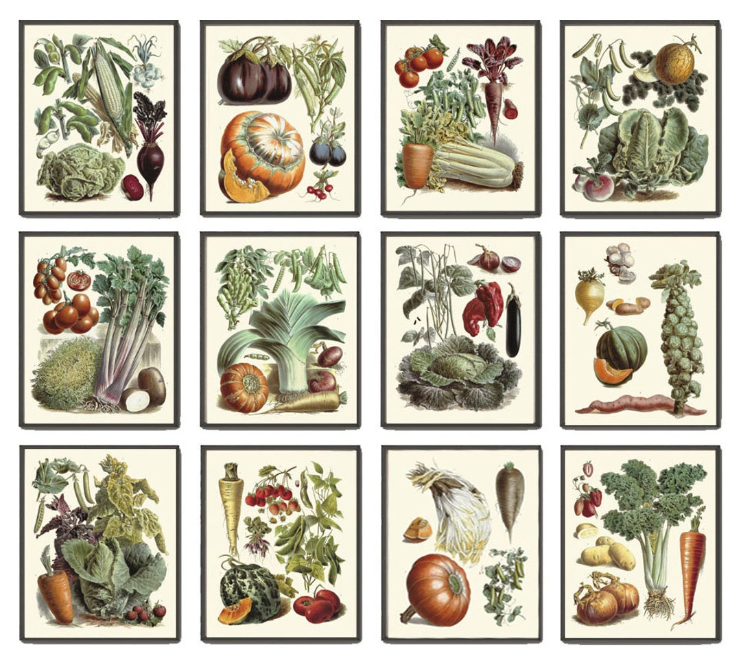 Vegetable Wall Art Print Botanical Set of 12 Beautiful Antique Vintage ...