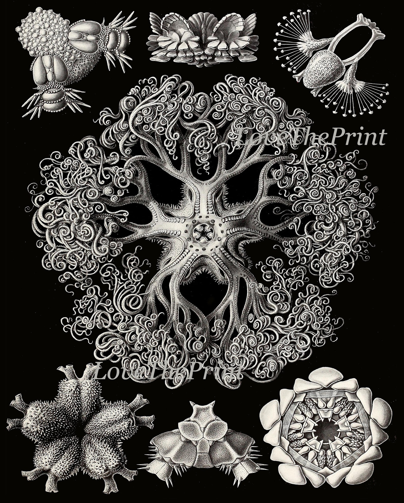 Vintage Corals Sea Shells Wall Art Set of 8 Prints Beautiful Marine ...
