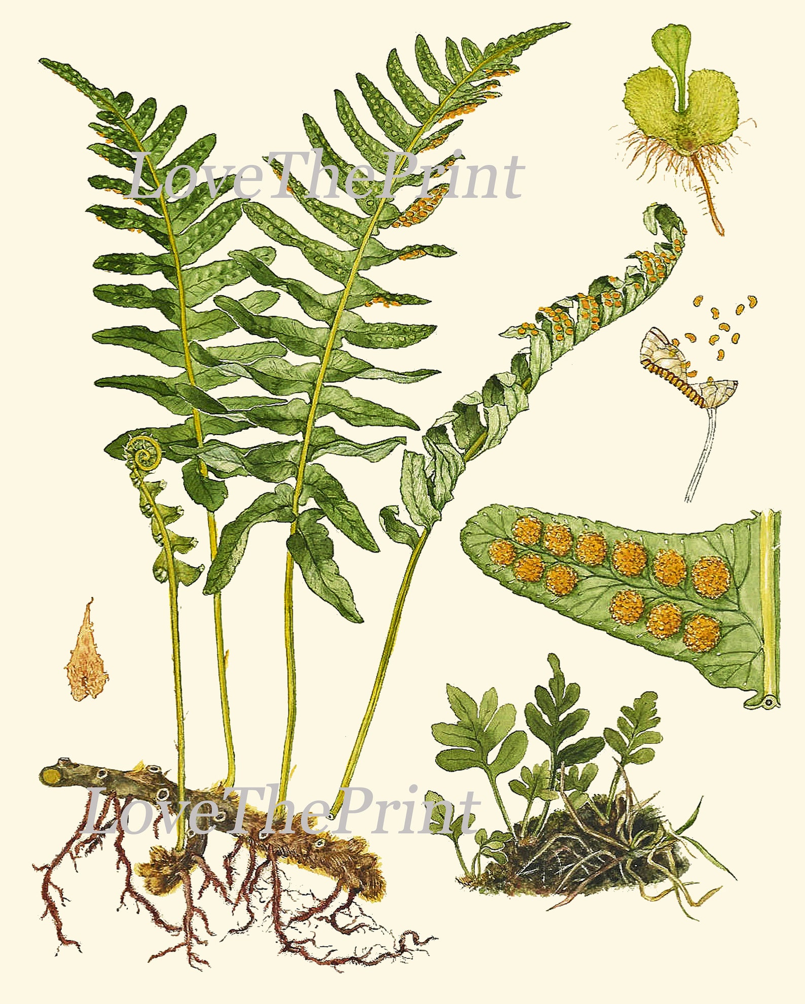 Fern Prints Wall Art Set of 9 Beautiful Botanical Antique Vintage Green ...