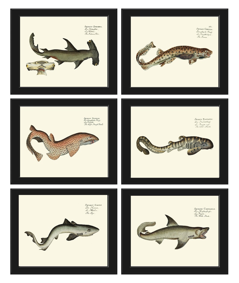 Shark Prints Wall Art Set of 6 Beautiful Antique Vintage Sea - Etsy