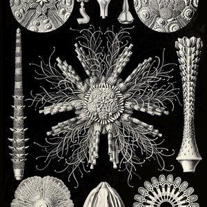 Vintage Corals Sea Shells Wall Art Set of 8 Prints Beautiful Marine ...