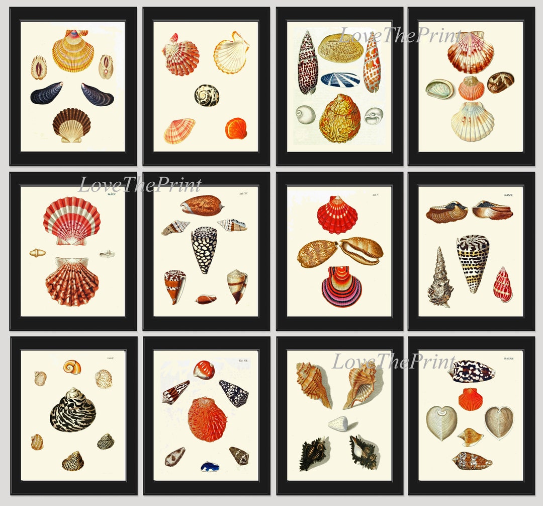 Vintage Sea Shells Print Wall Art Set of 12 Beautiful Antique Vintage ...