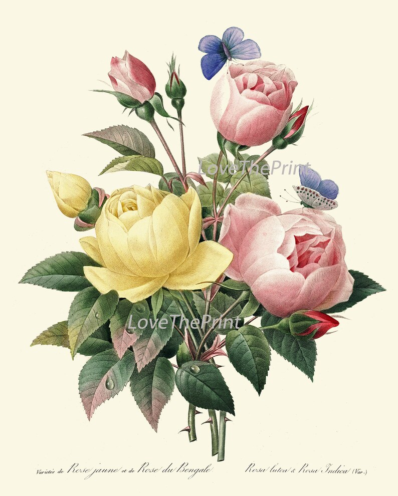 Antique Roses Prints Botanical Wall Art Set of 16 Beautiful Vintage ...