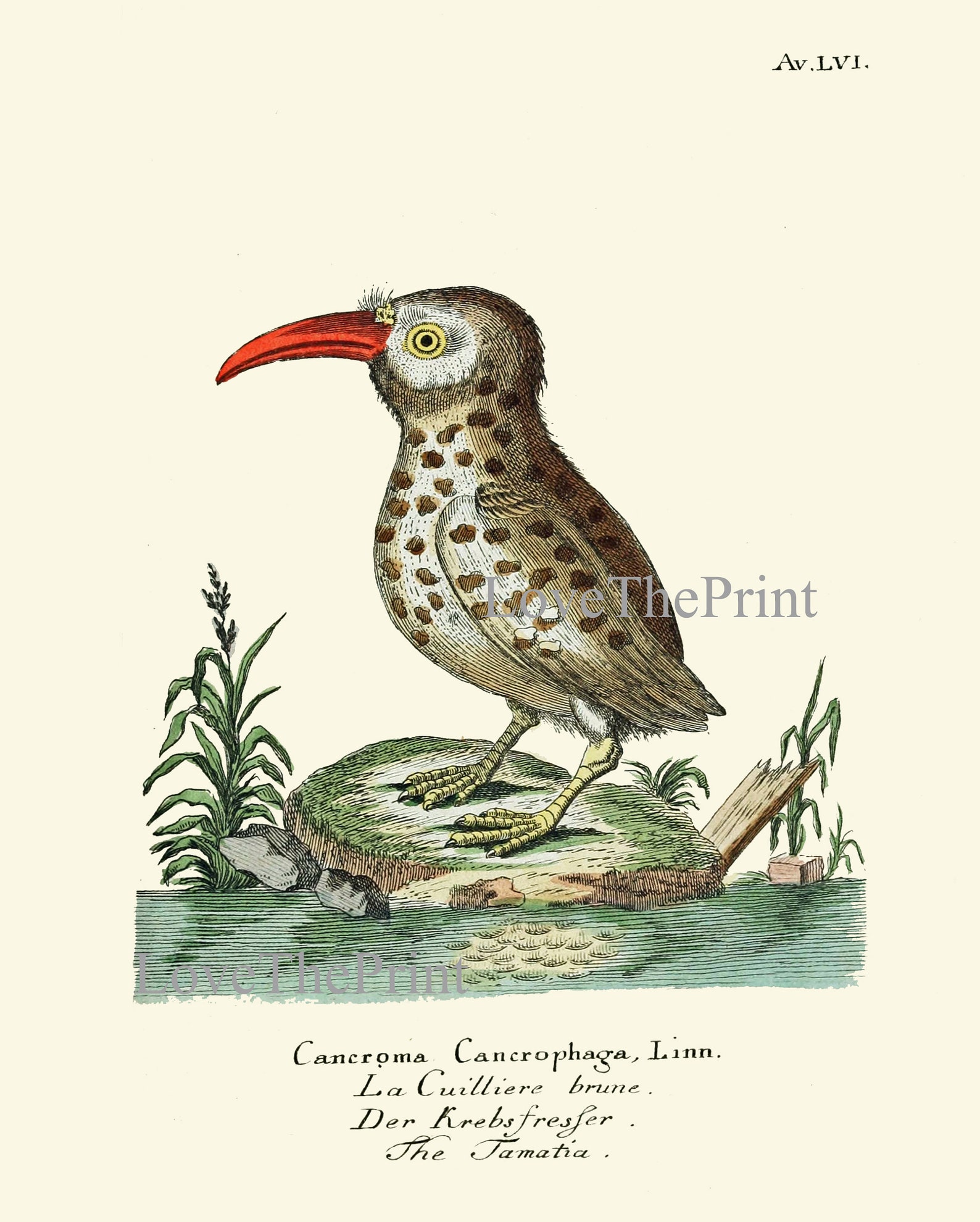 Vintage Bird Prints Large Wall Art Gallery Set of 16 Beautiful | Etsy