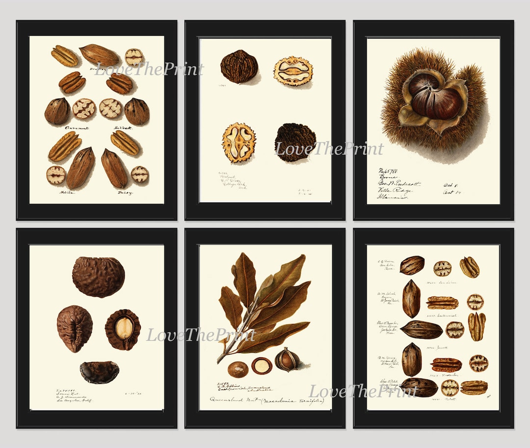 Nuts Wall Decor Prints Art Set 6 Beautiful Botanical Nut Tree Fruit ...