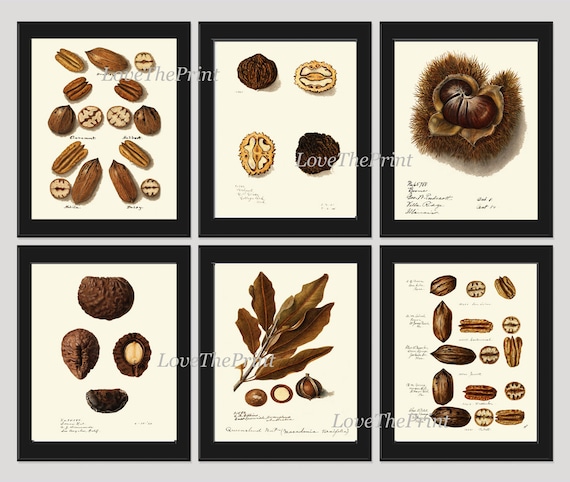 Tree Nut Identification Chart