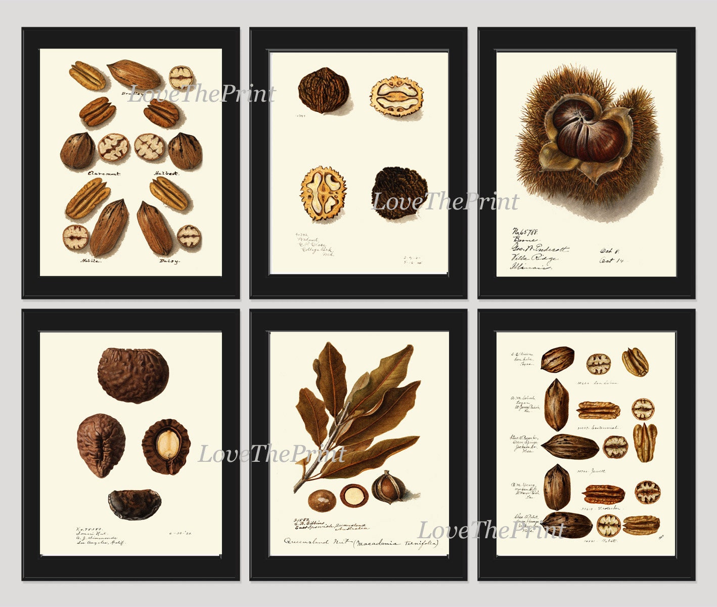 Nuts Wall Decor Prints Art Set 6 Beautiful Botanical Nut Tree Fruit ...