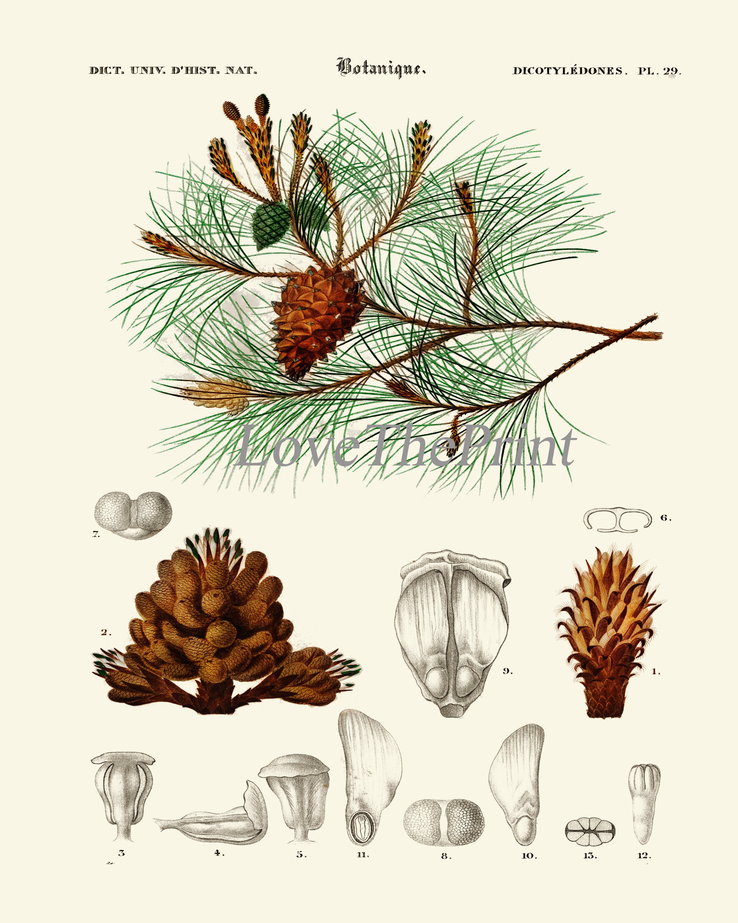 Pinecone Pine Cone Botanical Wall Art Home Decor Set of 16 | Etsy