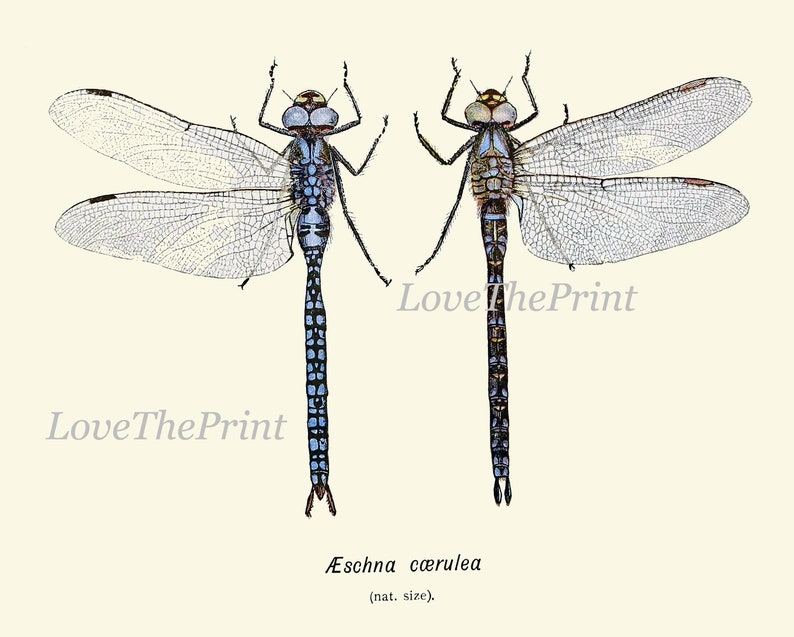 Dragonfly Prints Wall Art Set of 6 Beautiful Antique Vintage - Etsy