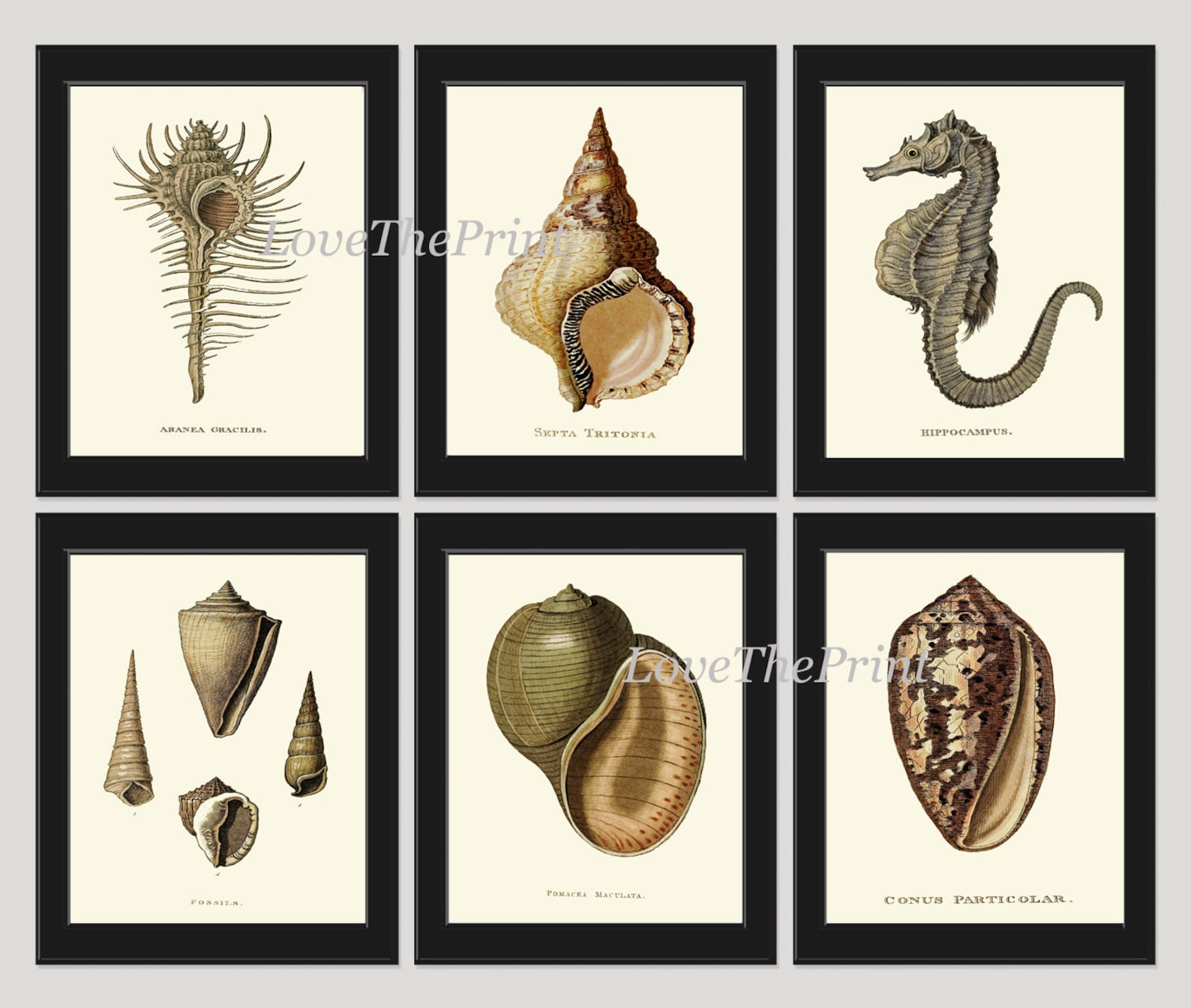 Sea Horse Shell Coral Wall Art Nautical Print Set of 6 Vintage Ocean ...