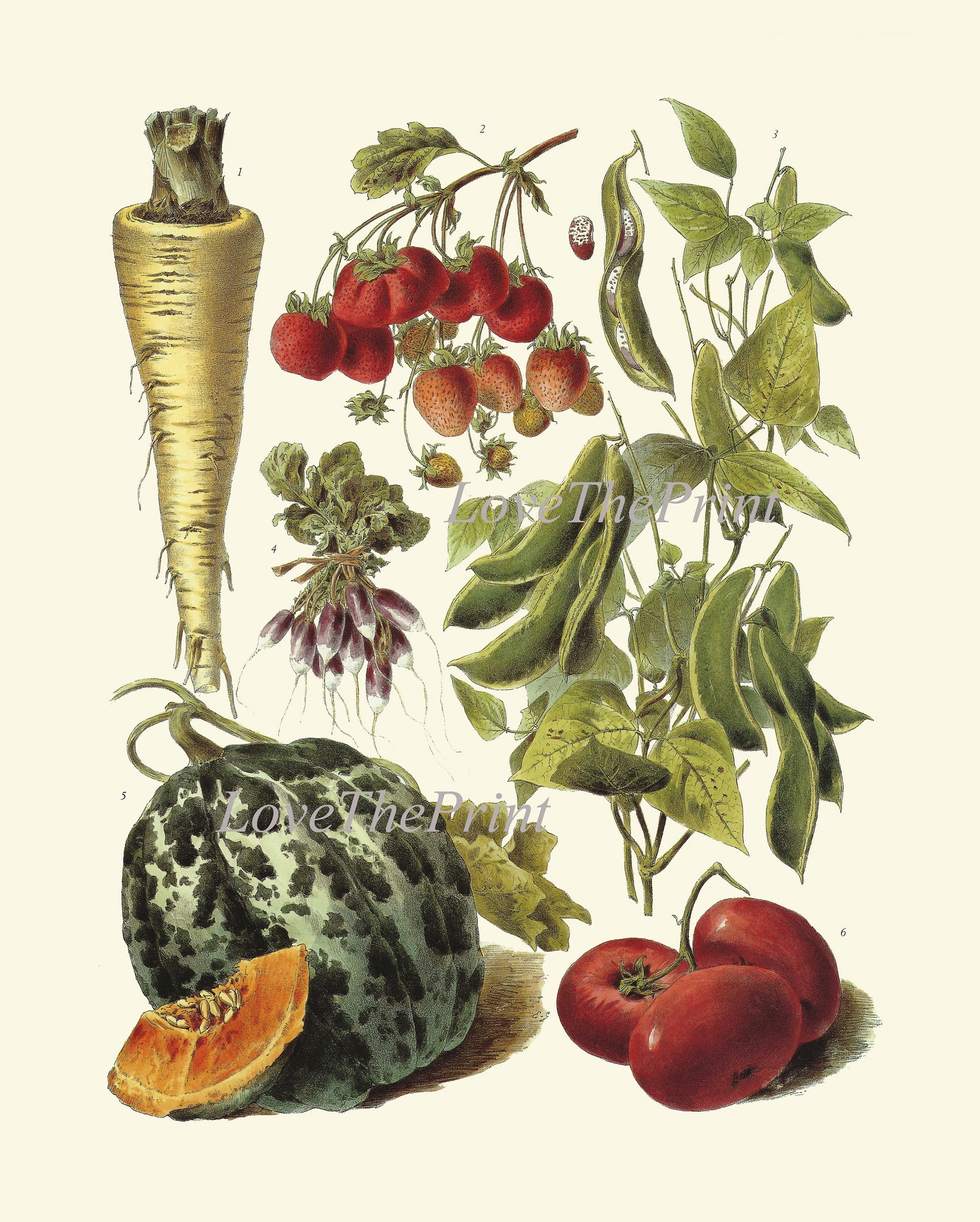 Vintage Vegetable Garden Wall Art Set of 4 Prints Beautiful - Etsy