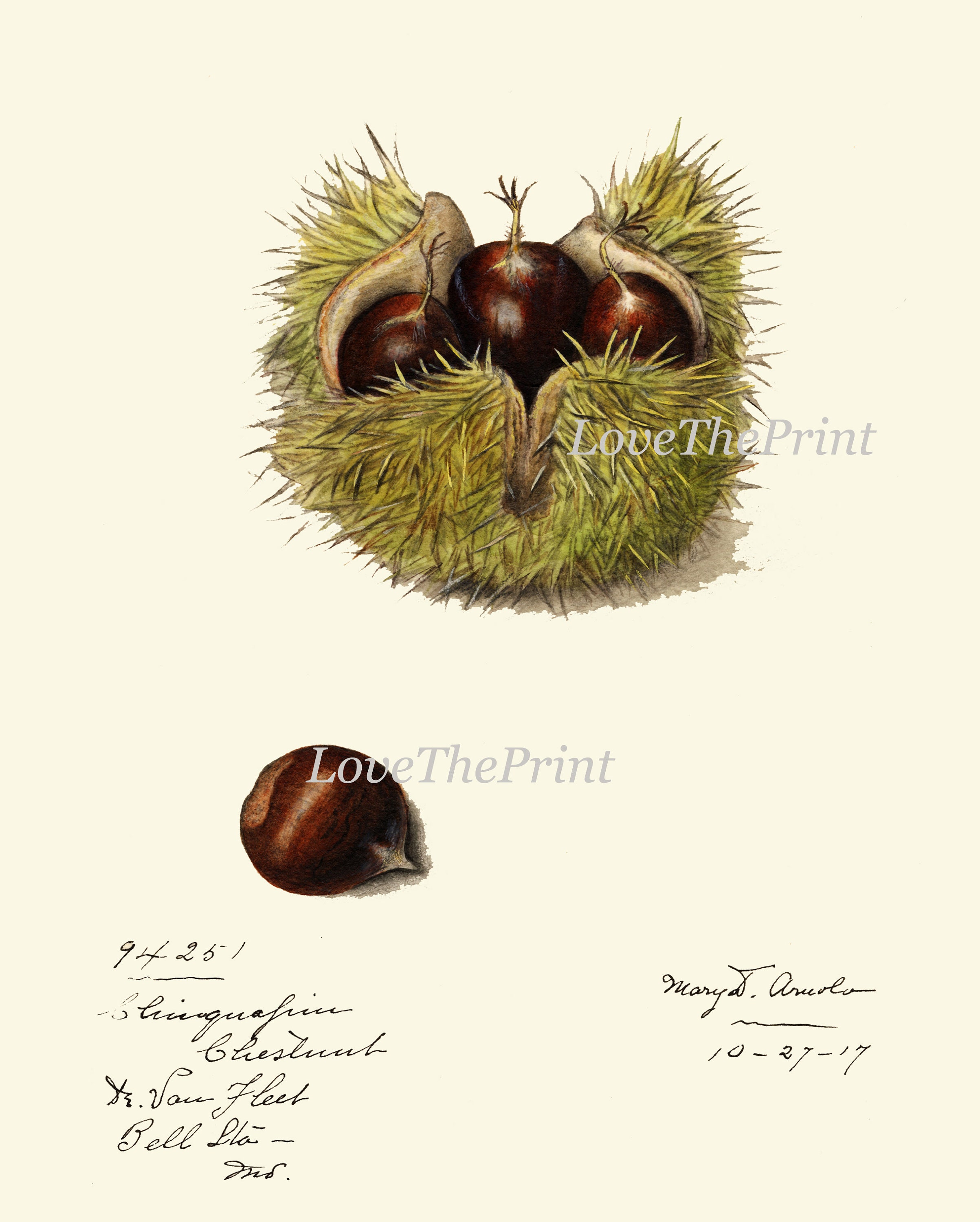 Nuts Prints Wall Art Set 6 Beautiful Vintage Botanical Nut - Etsy