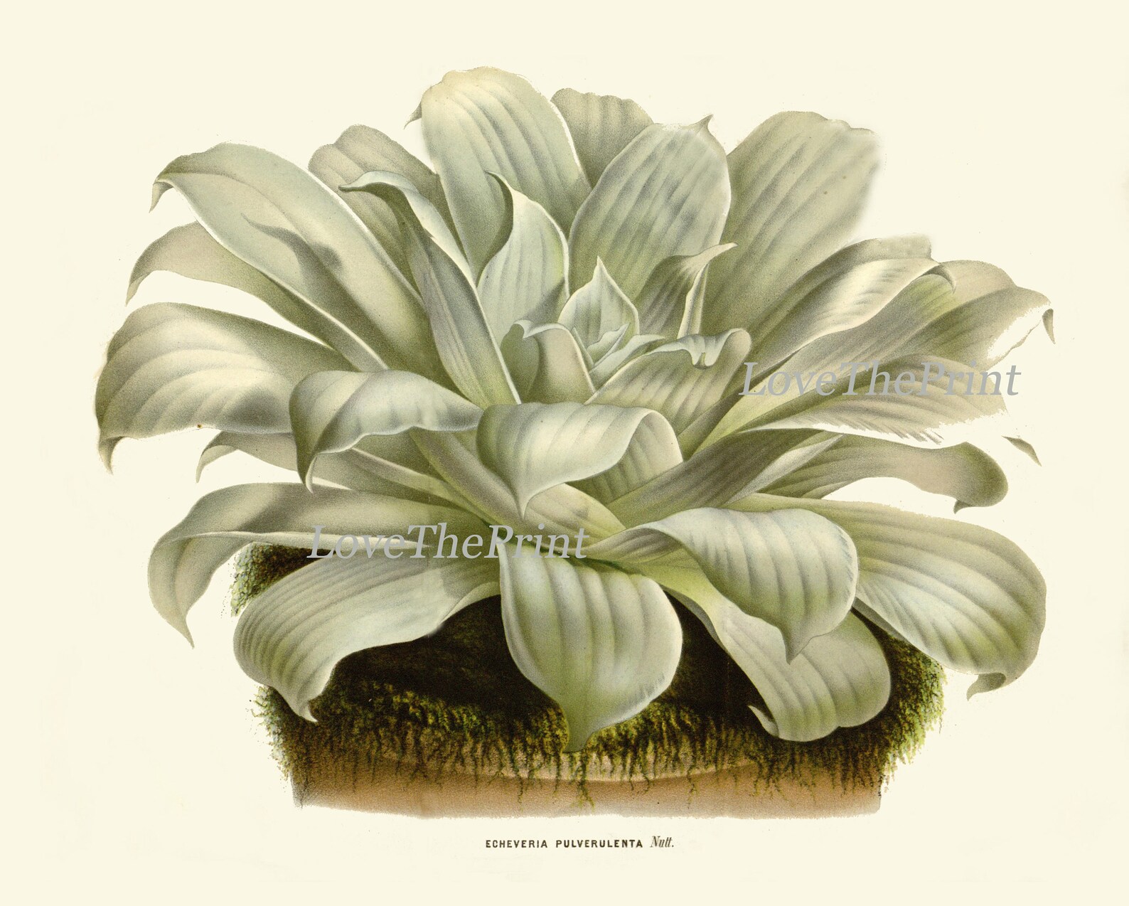Hosta Hostas Plants Wall Art Botanical Set of 12 Beautiful - Etsy