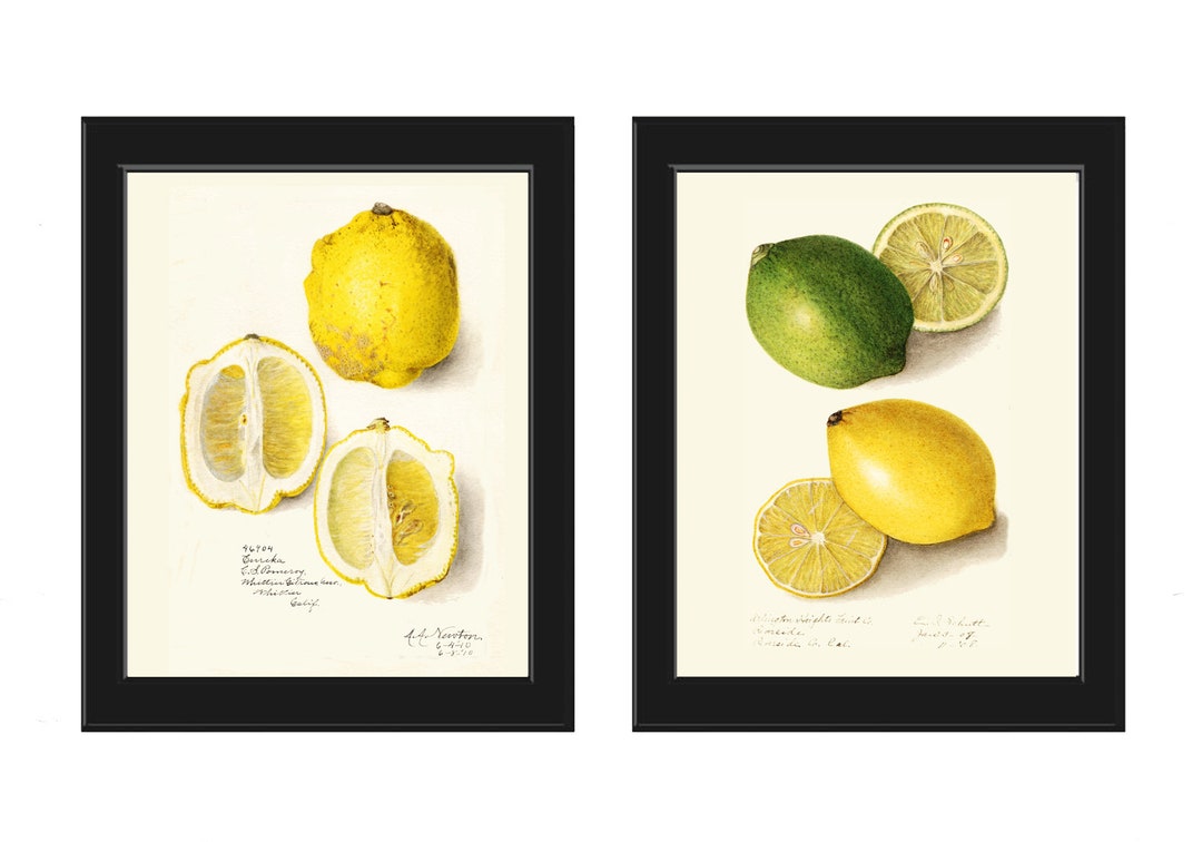 Vintage Lemon Lime Print Botanical Wall Art Set of 2 Beautiful Antique ...