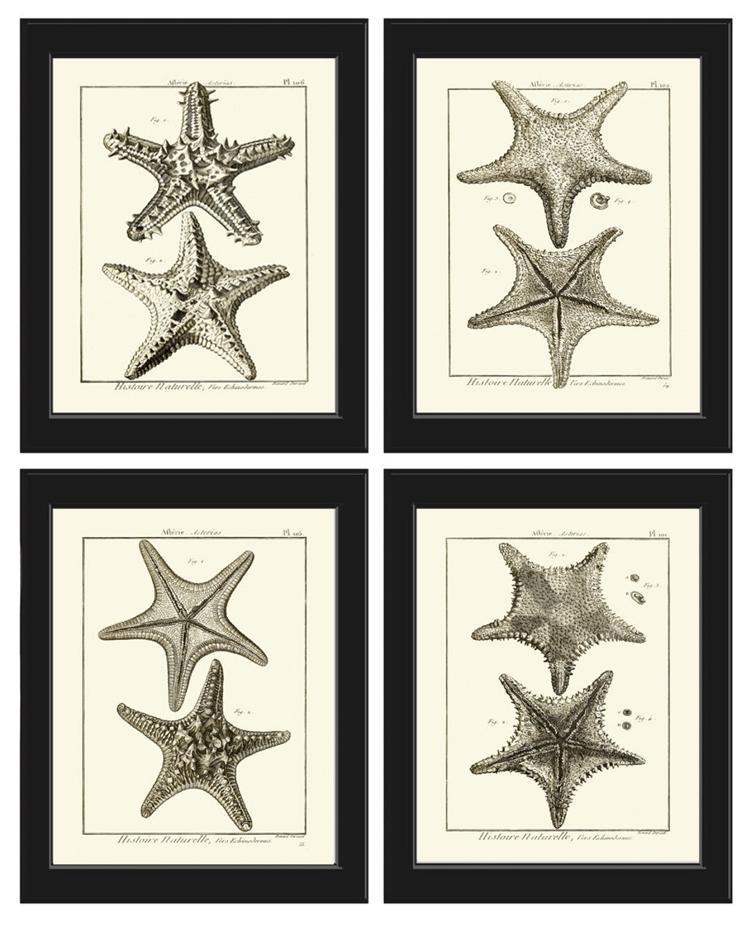 Sea Star Starfish Wall Art Decor Print Set of 4 Bathroom Bedroom Ocean ...