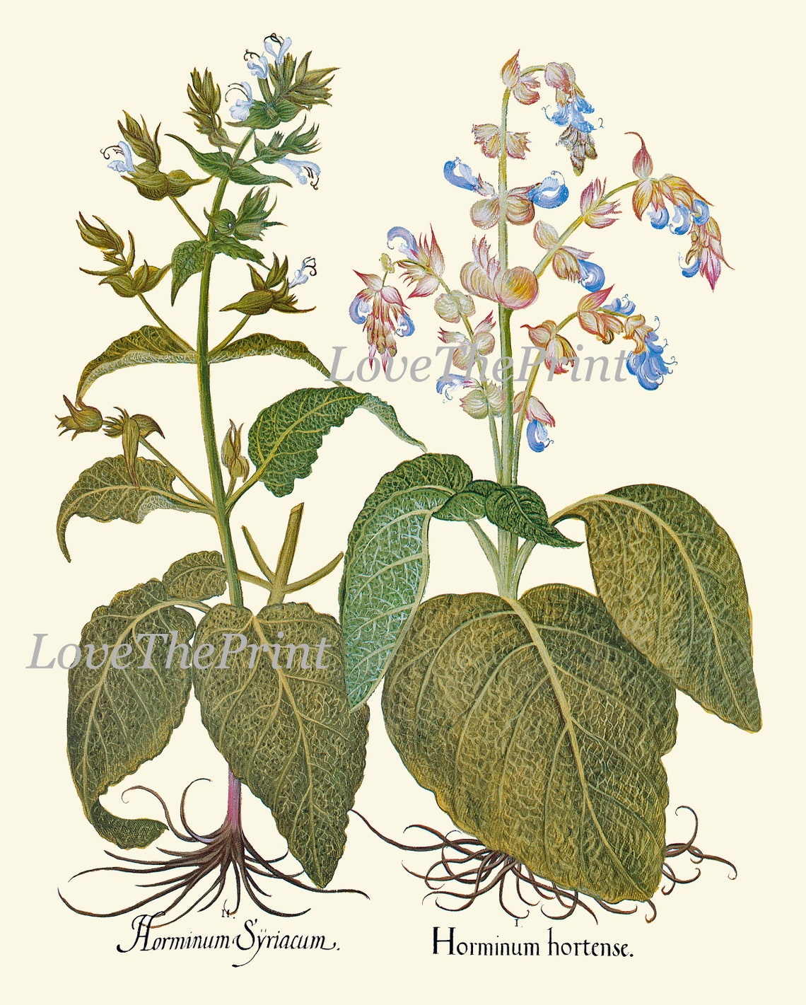 Botanical Print Set Botanical Prints Art Prints Giclee - Etsy