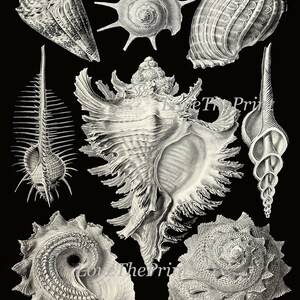 Vintage Corals Sea Shells Wall Art Set of 8 Prints Beautiful Marine ...