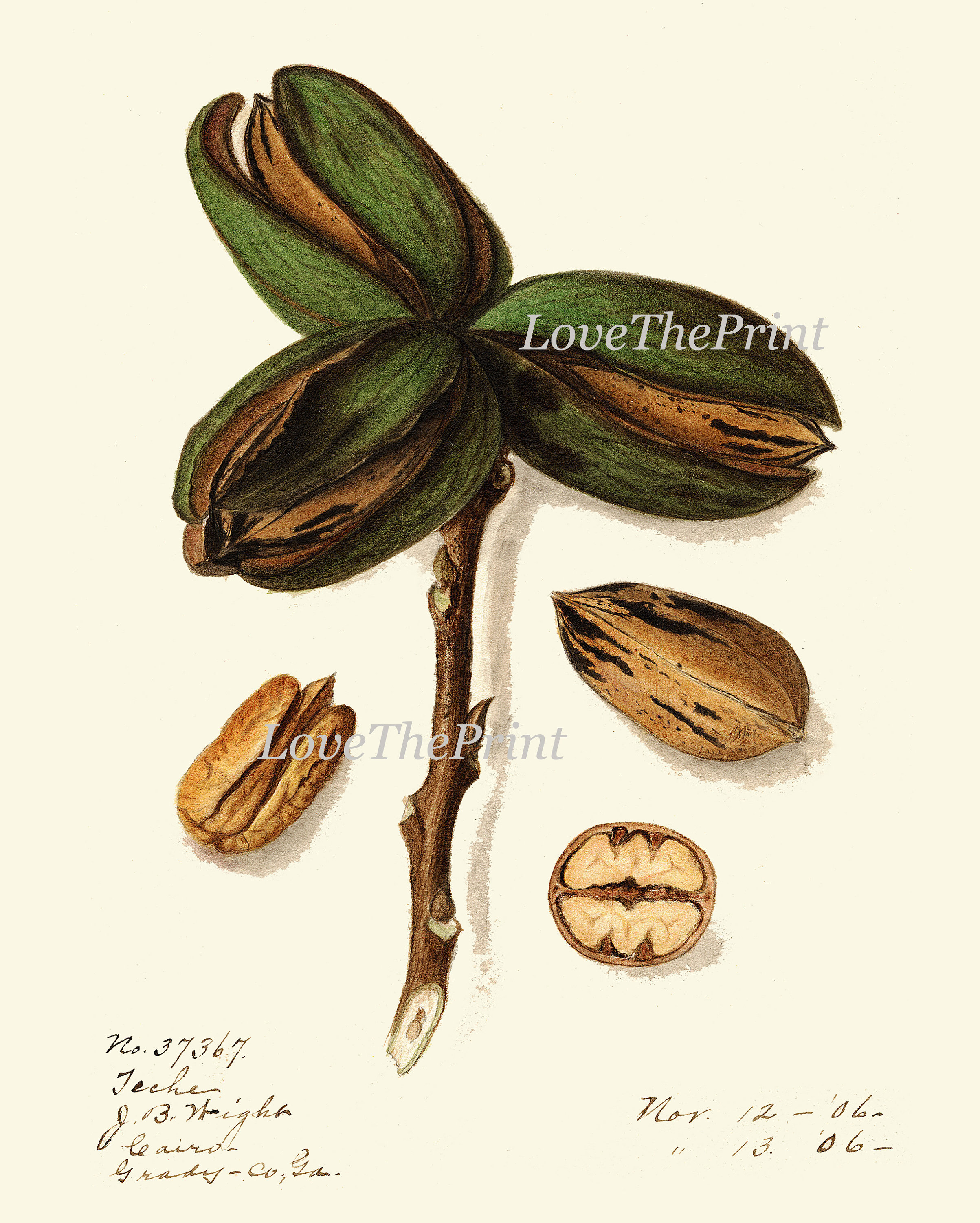 Nuts Prints Wall Art Set 6 Beautiful Vintage Botanical Nut - Etsy