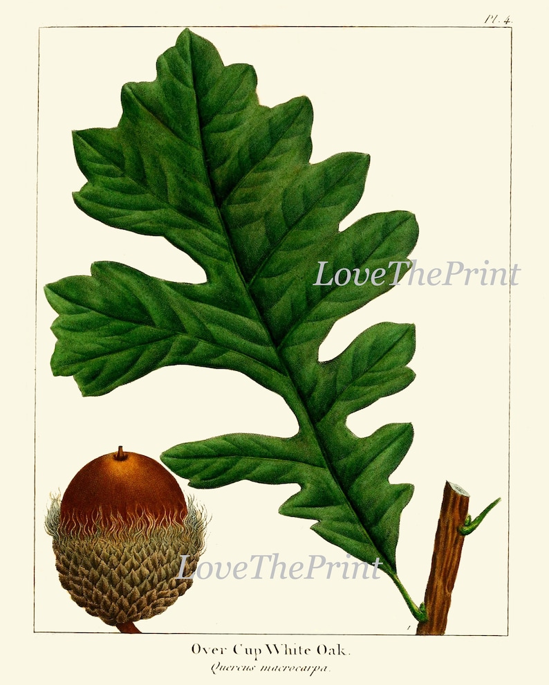 Acorn Botanical Wall Art Set of 3 Prints Beautiful Antique Vintage ...