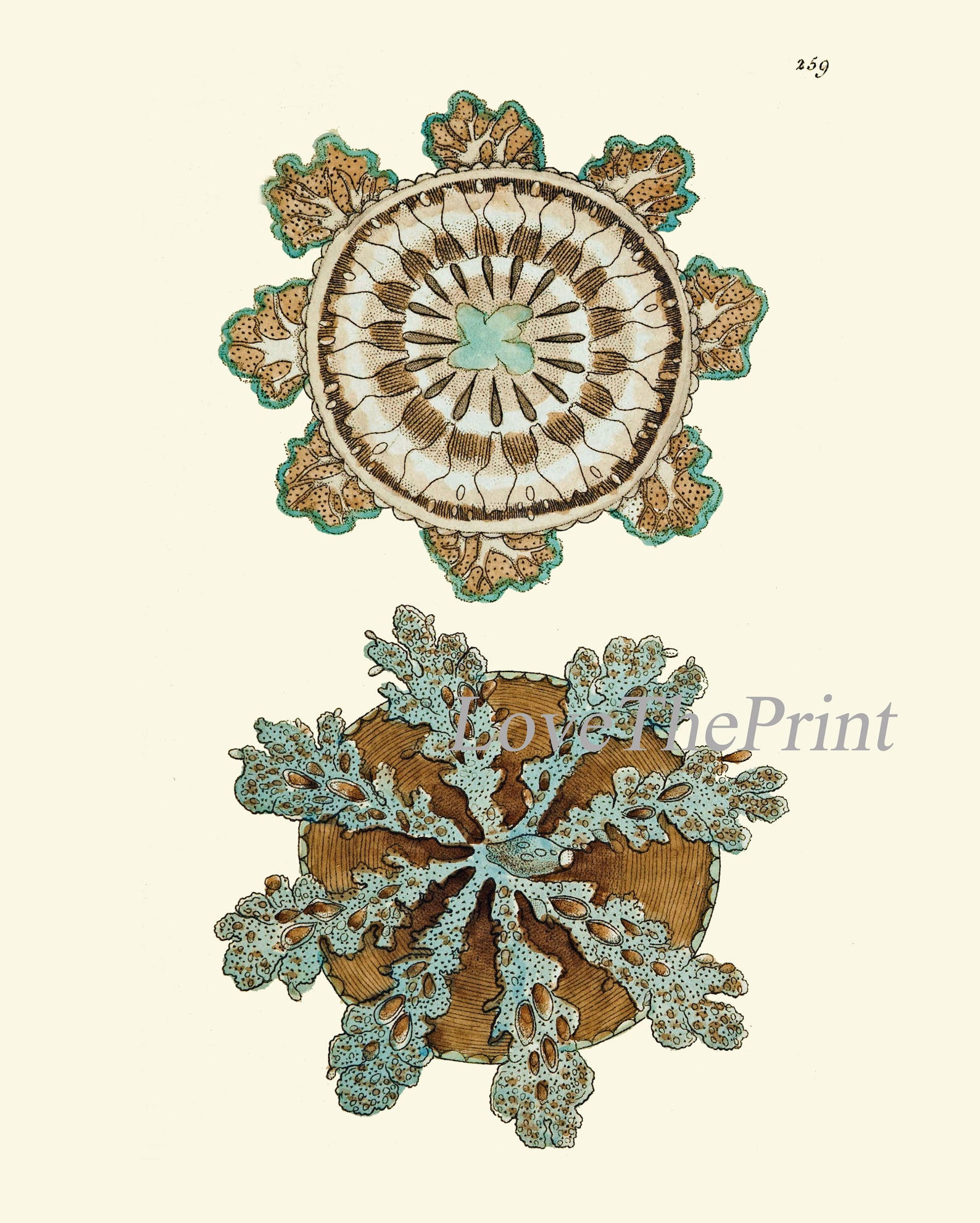 Corals Coral Prints Wall Decor Art Set of 9 Beautiful Antique - Etsy