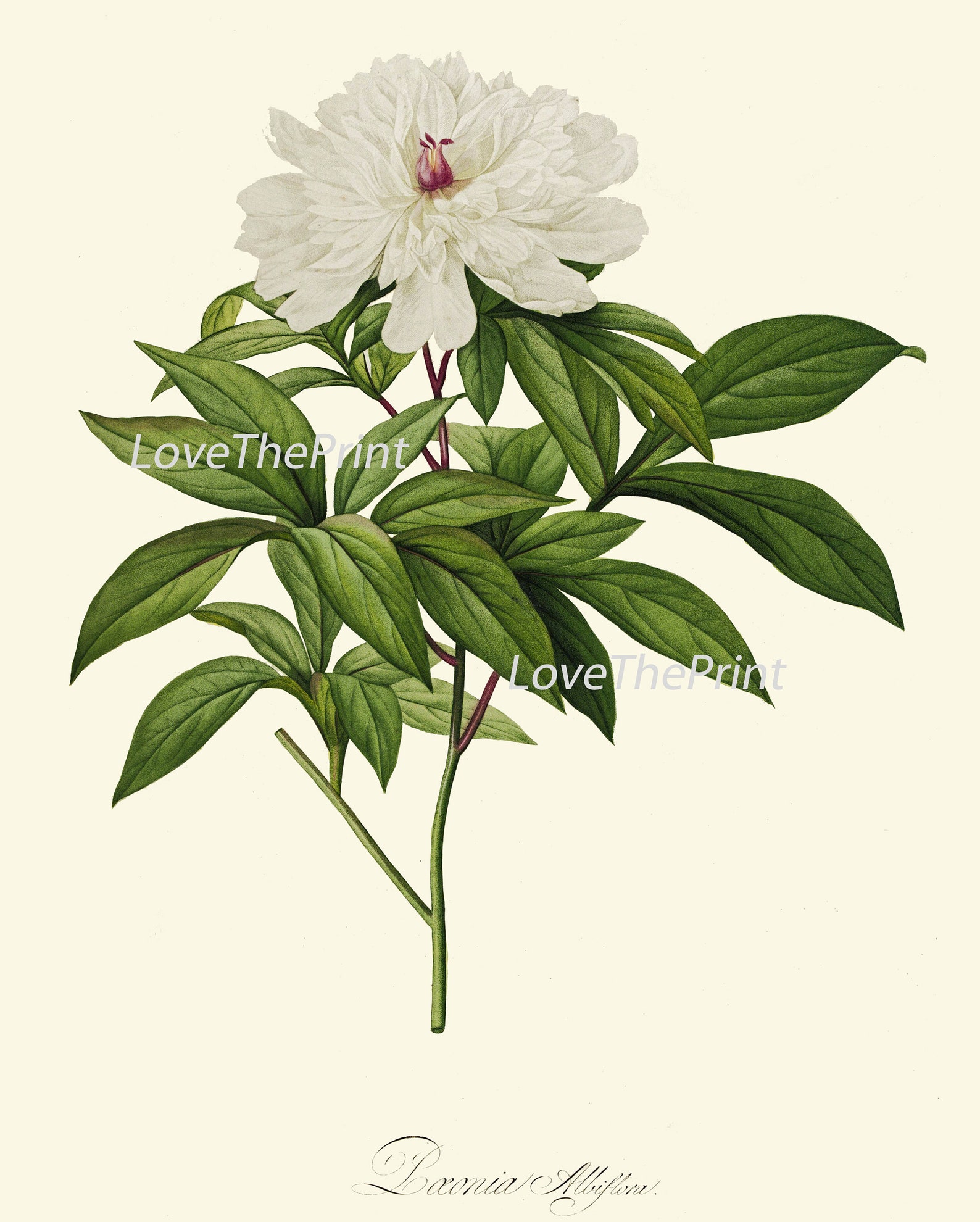 White Flowers Botanical Vintage Antique Wall Art Set of 9 Prints ...