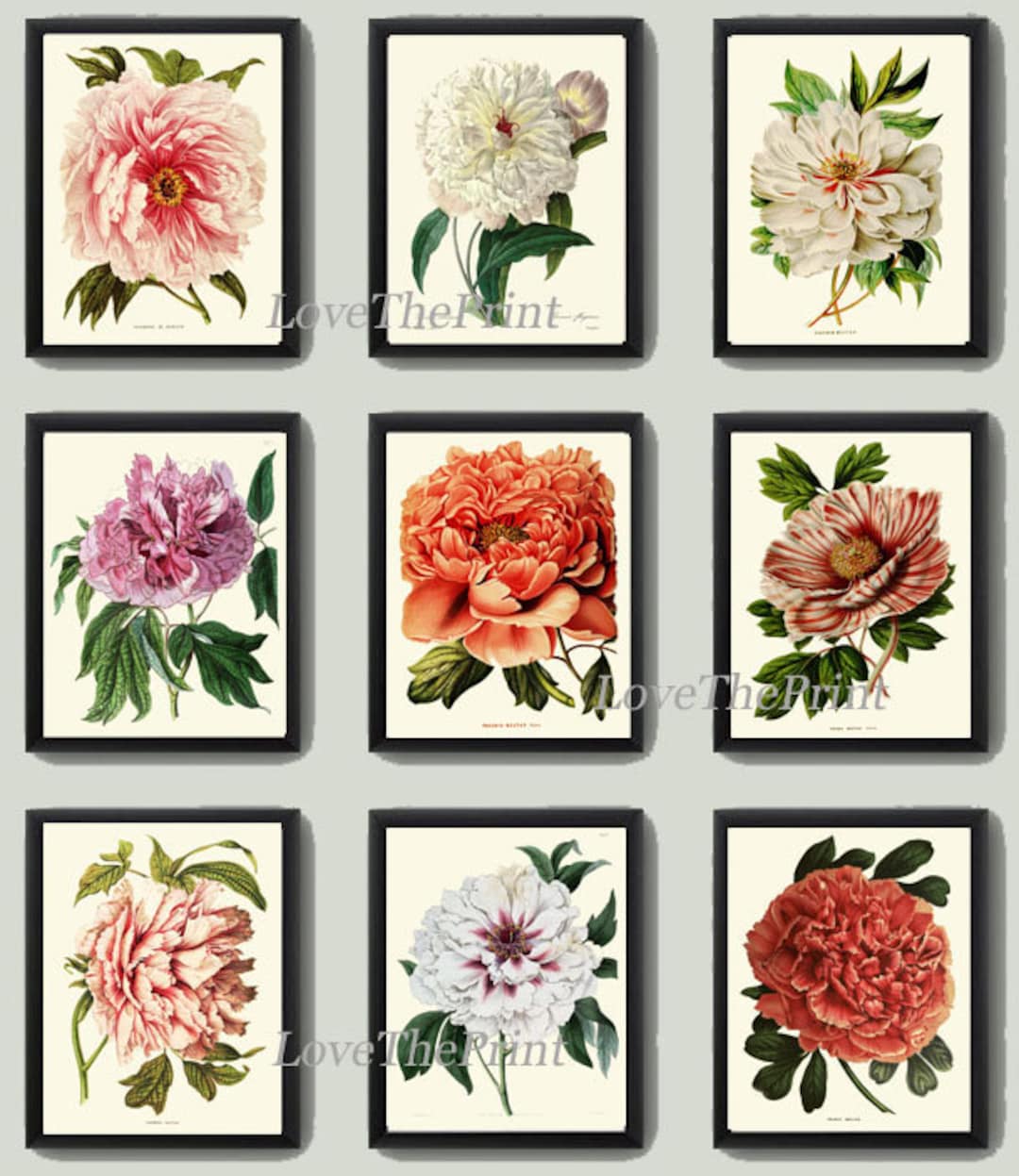 Peony Flowers Botanical Wall Art Set of 9 Prints Beautiful Antique Pink ...