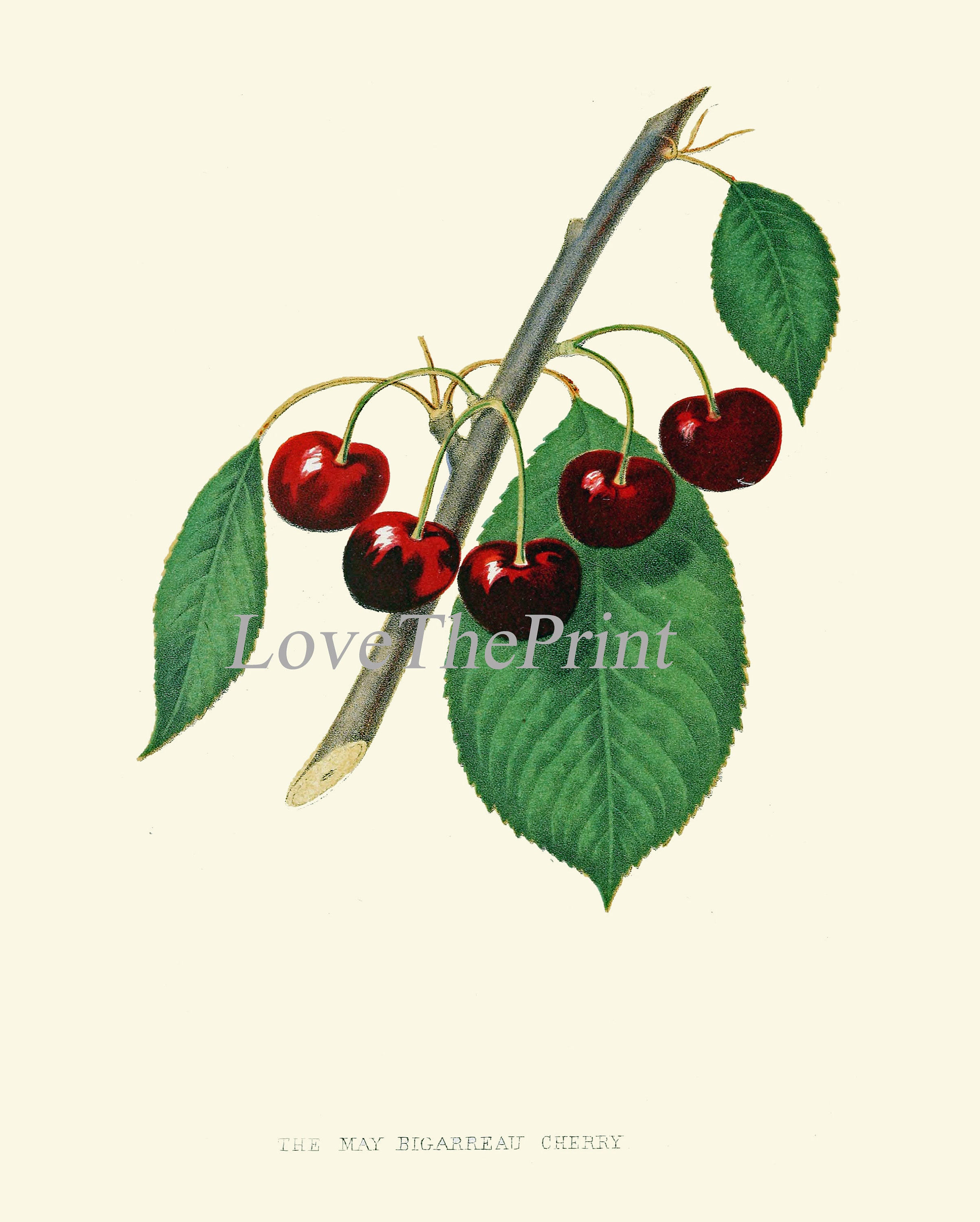 Cherry Cherries Botanical Wall Decor Art Prints Set of 4 Beautiful ...