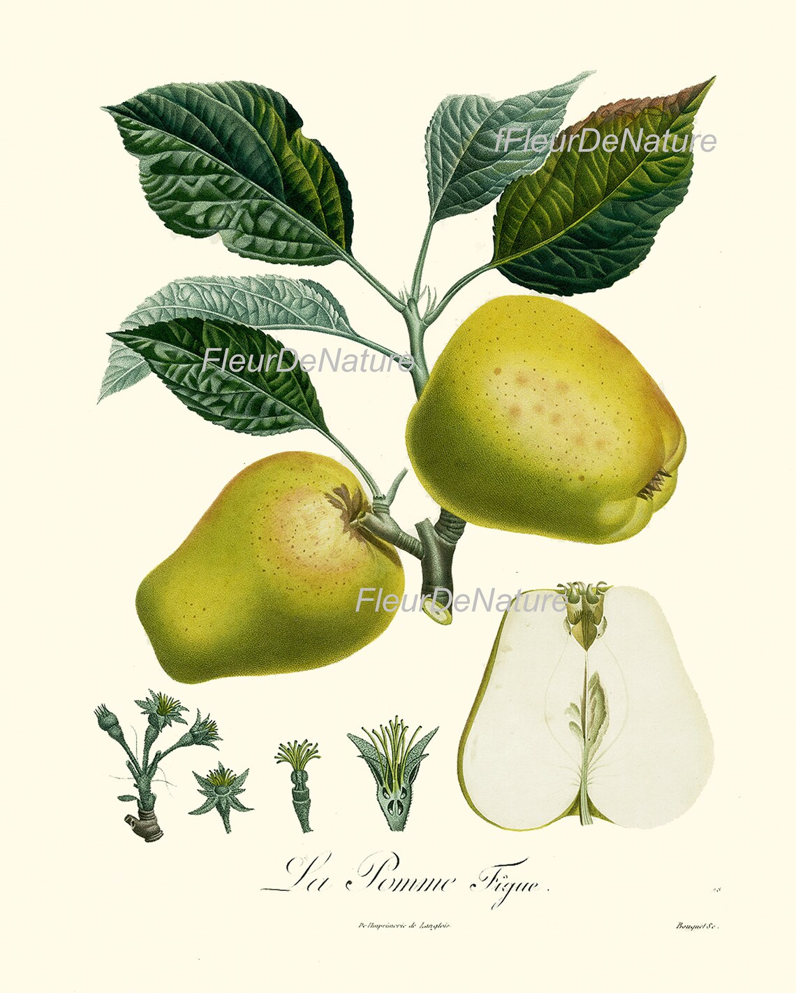 Fruit Prints Wall Art Set of 6 Beautiful Botanical Vintage - Etsy