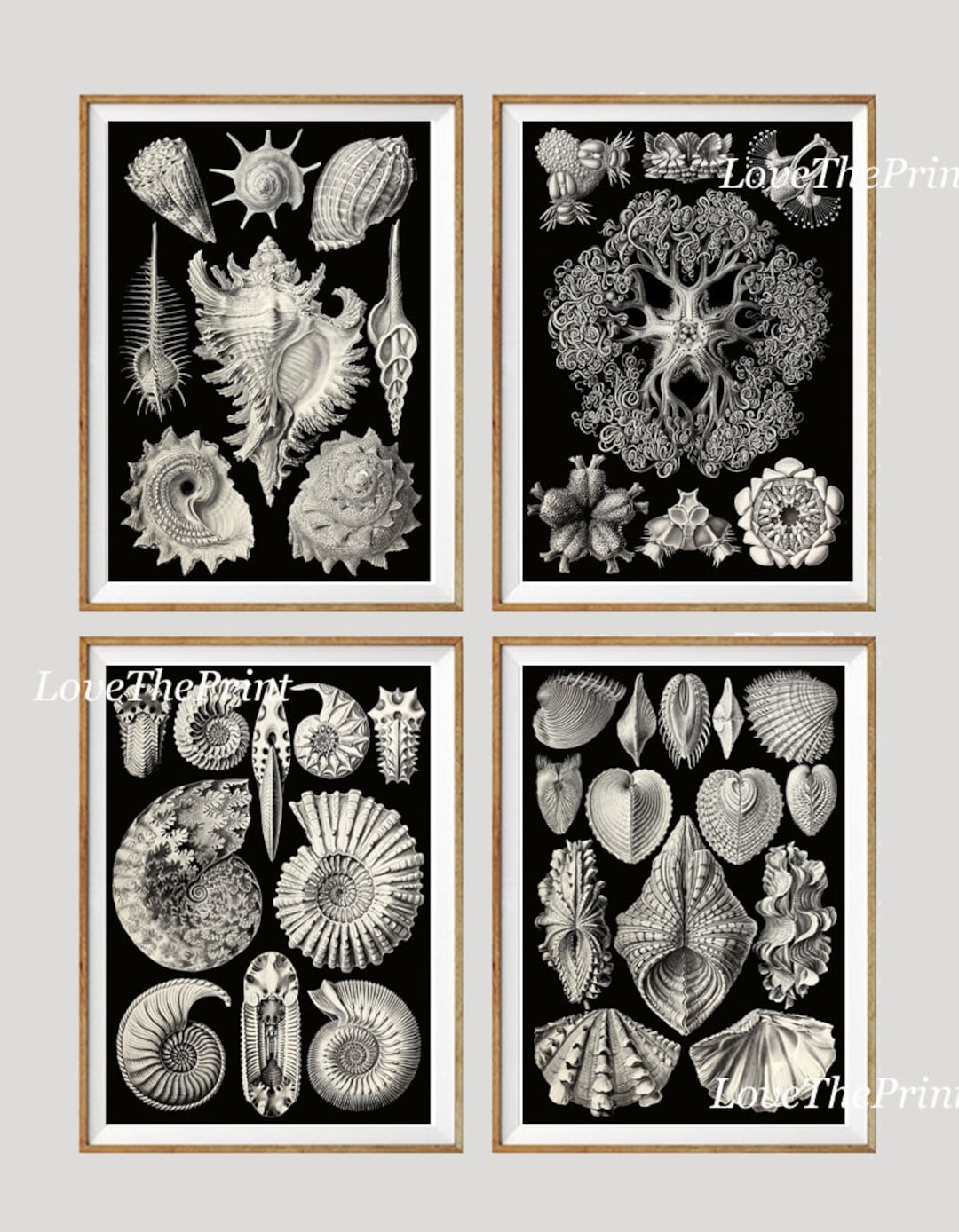 Shells Sea Ocean Science Scientific Wall Decor Art Set of 4 Prints ...