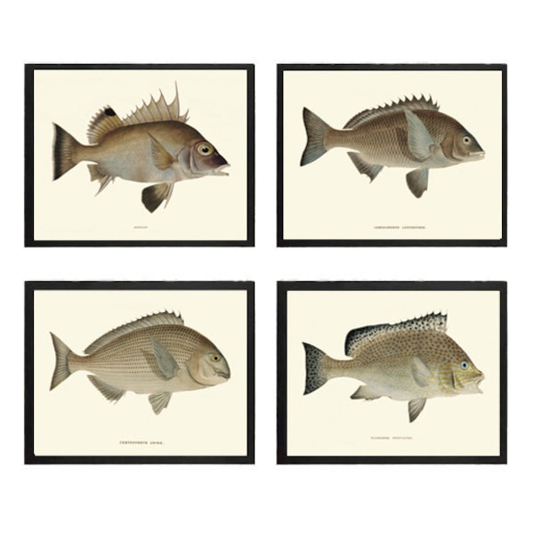 Vintage Fish Print - Etsy