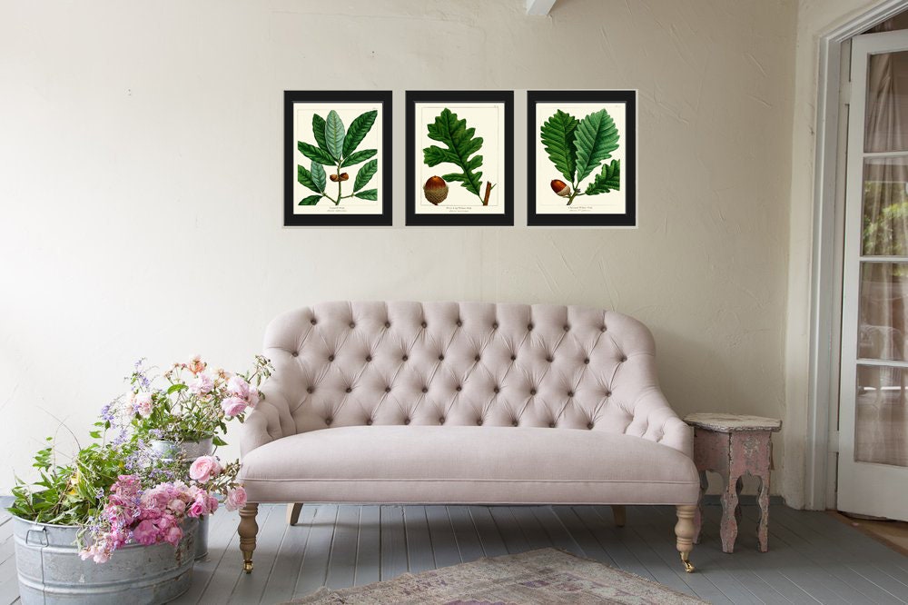 Acorn Botanical Wall Art Set of 3 Prints Beautiful Antique Vintage ...