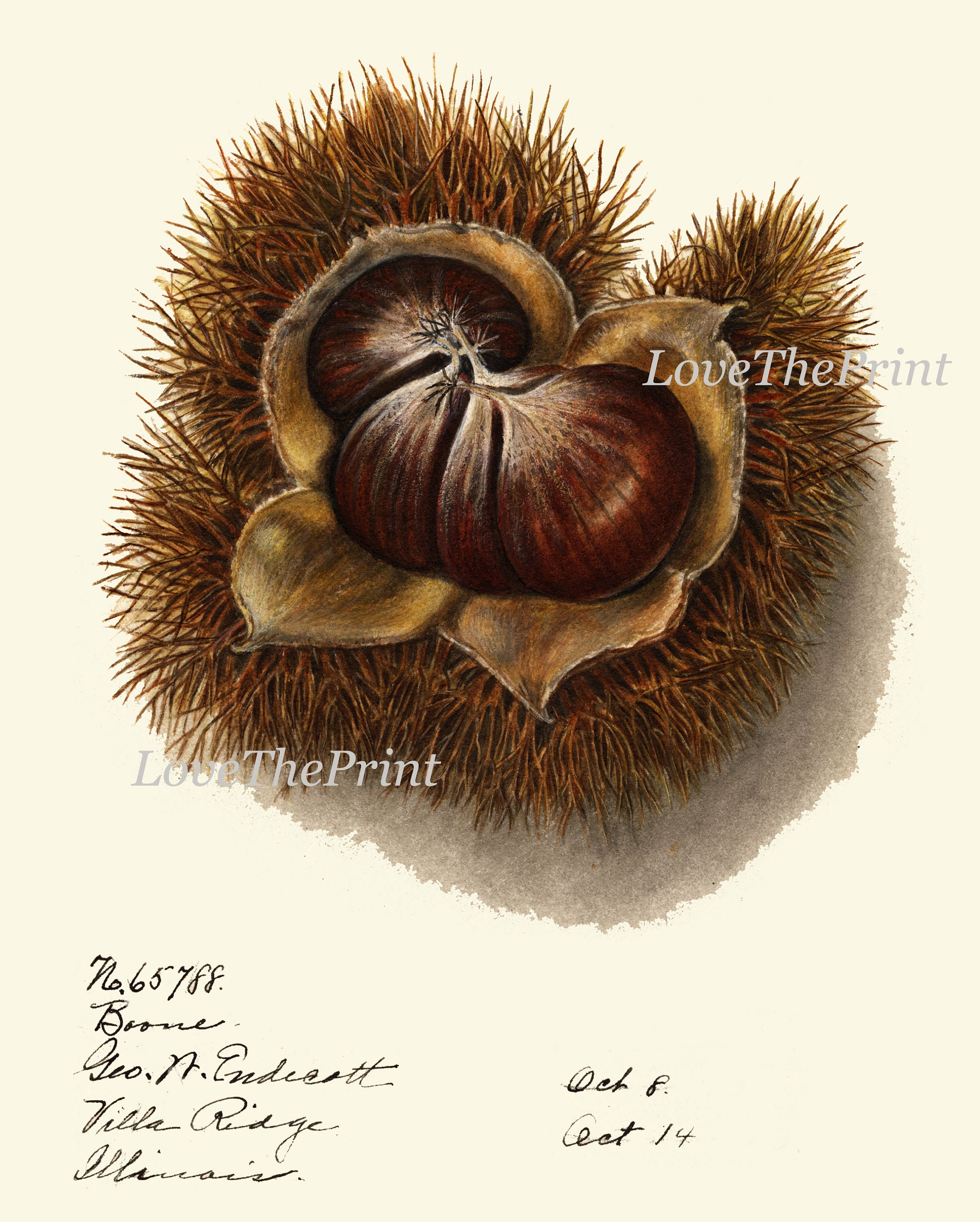 Nuts Kitchen Dining Room Wall Art Prints Set of 4 Beautiful Antique ...