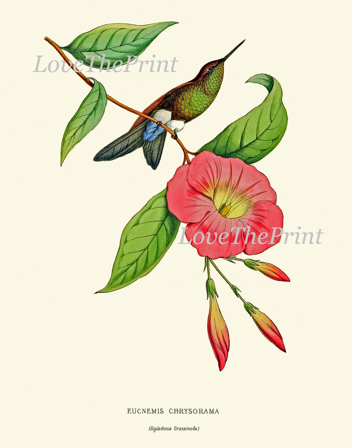 Hummingbird Home Decor Wall Art Set of 12 Prints Beautiful | Etsy