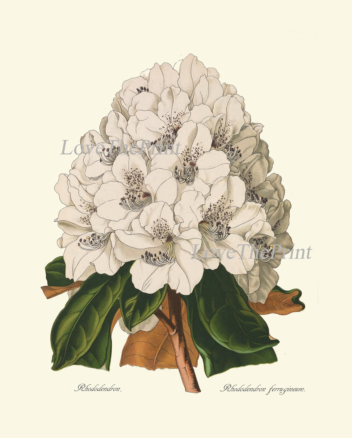 White Flower Botanical Prints Wall Art Set of 12 Beautiful | Etsy