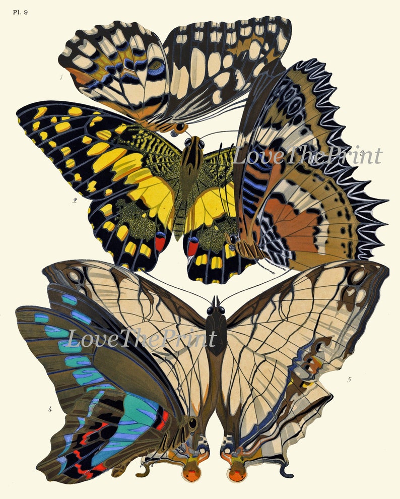Butterflies Prints Wall Art Set of 6 Beautiful Antique Vintage Blue ...